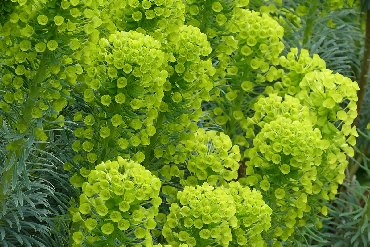 Plant of the month - Euphorbia – Genus Gardenwear