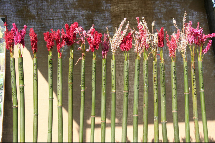 Great Dixter Autumn Plant Fair, October 4 and 5 – Genus Gardenwear