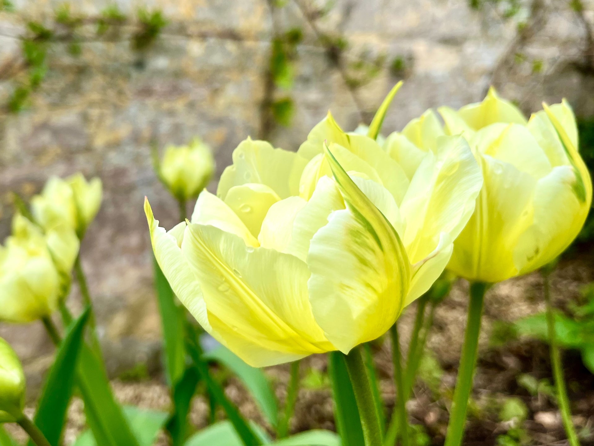 Repeat performance – Genus Gardenwear