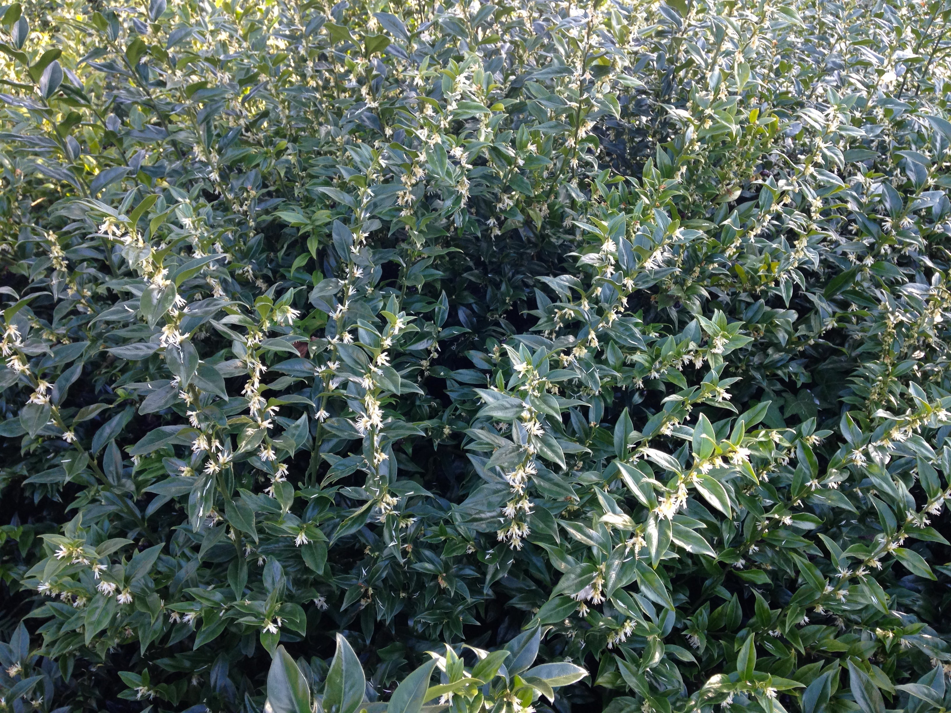 Mysterious and sweet - where’s the Sarcoccoca? – Genus Gardenwear